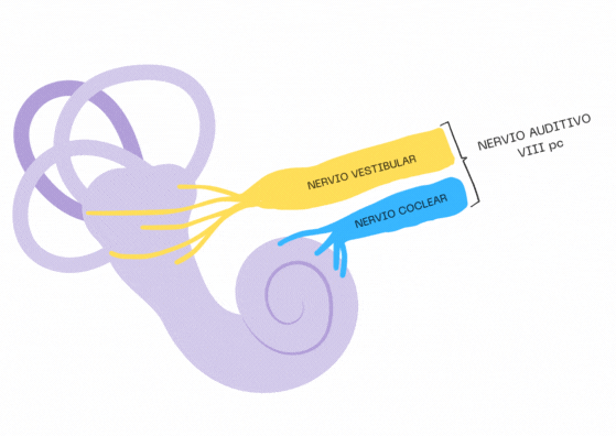 Neuritis Vestibular – Otoneurología para estudiantes